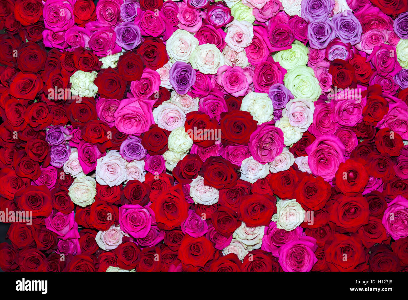 Colorful roses background Stock Photo - Alamy