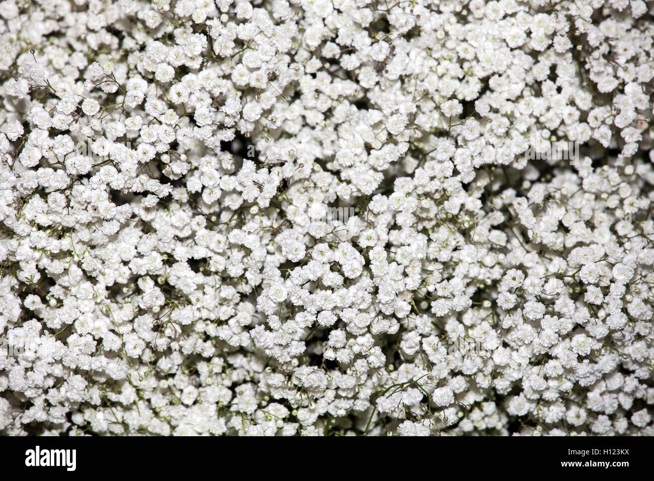 White Gypsophila flowers Stock Photo - Alamy