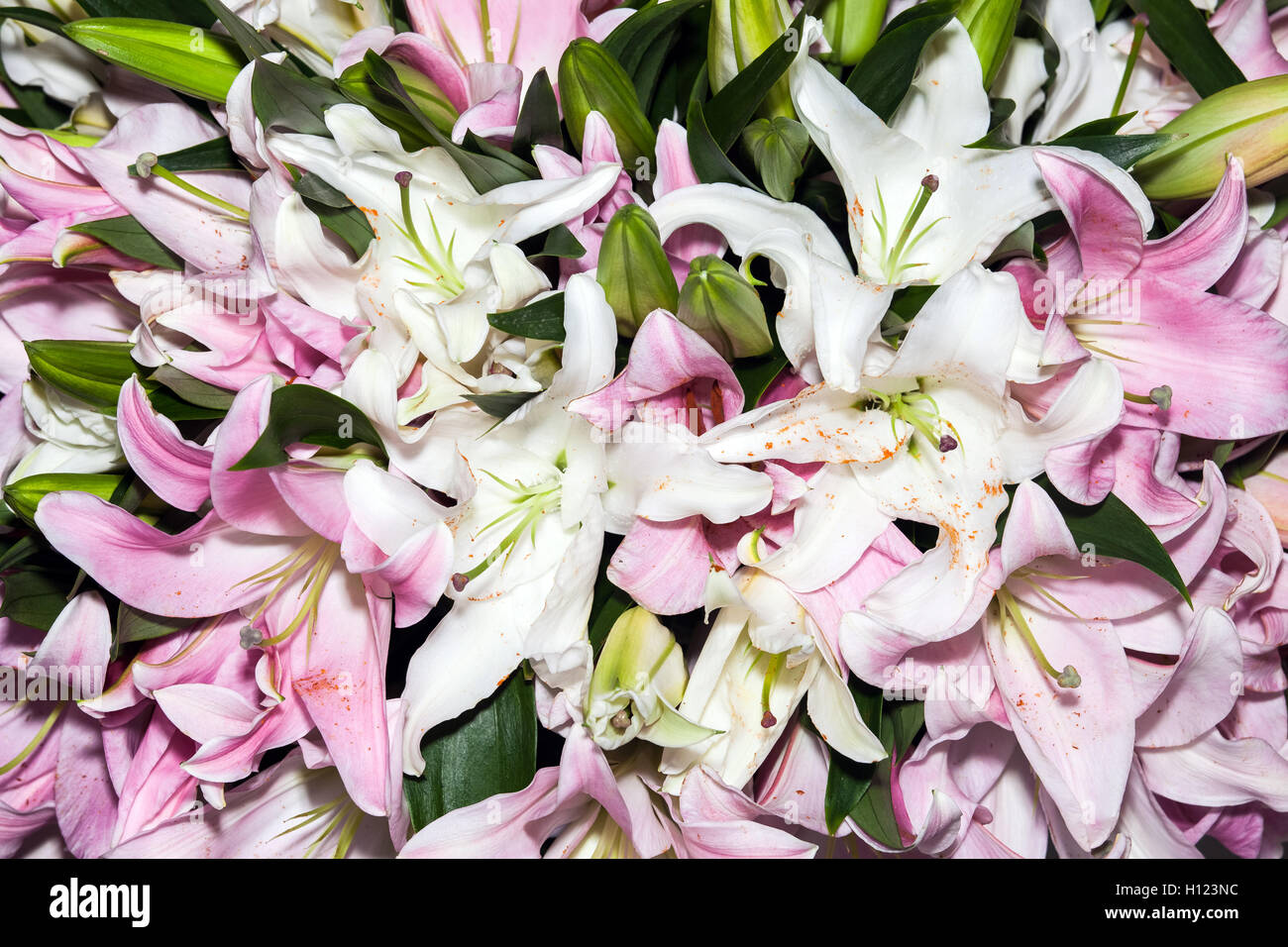 Lily flowers background Stock Photo - Alamy