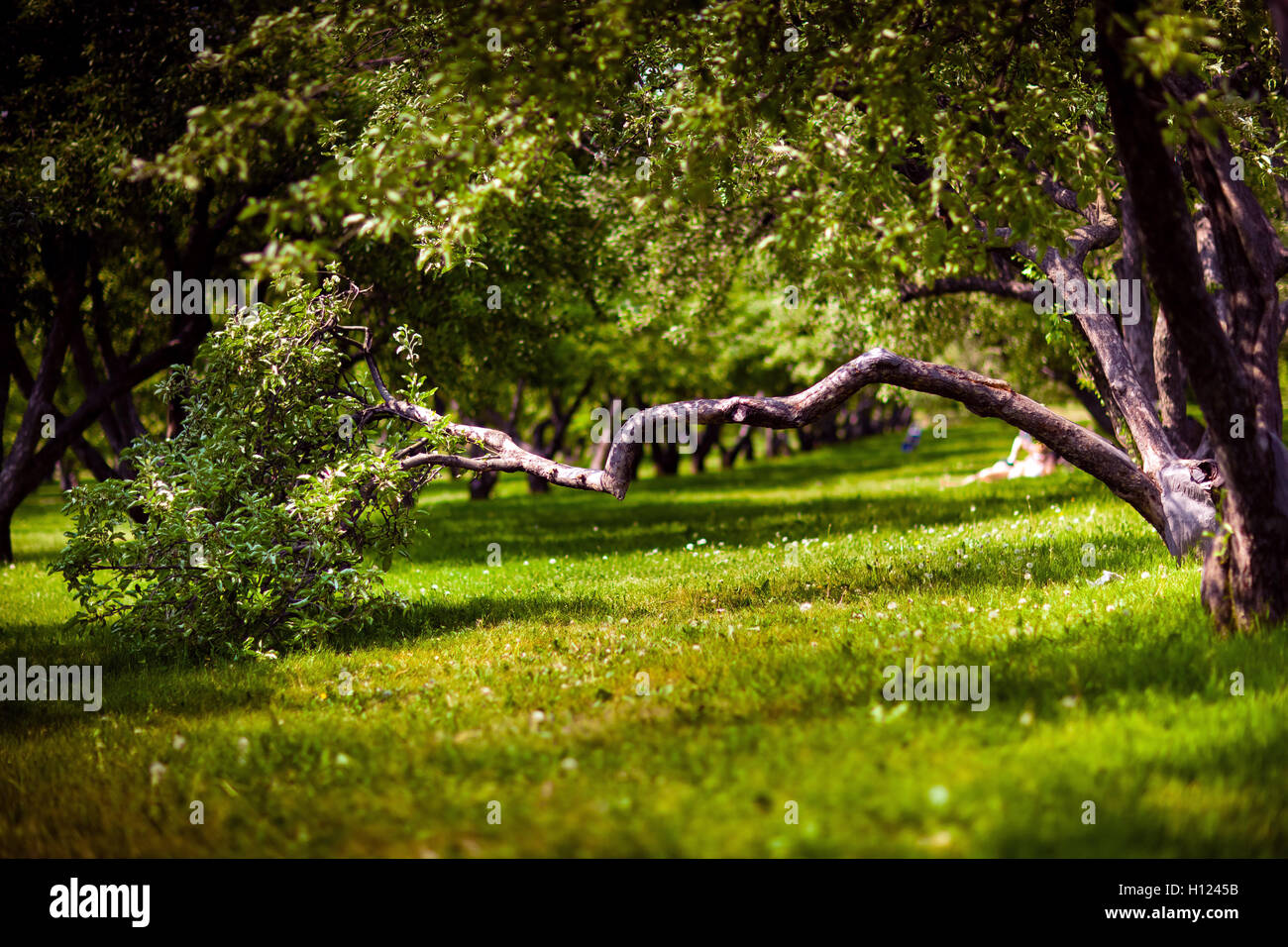 Apple green garden Stock Photo - Alamy