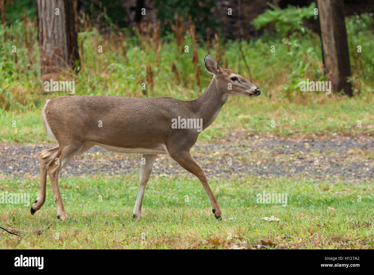 A whitetail deer doe walks through the forest Stock Photo - Alamy