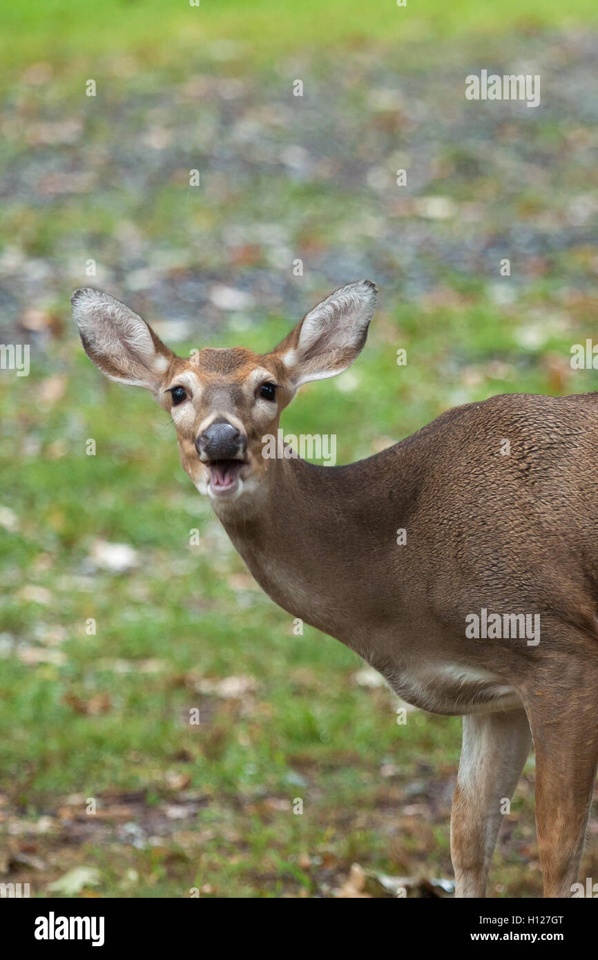 Whitetail deer doe hi-res stock photography and images - Alamy