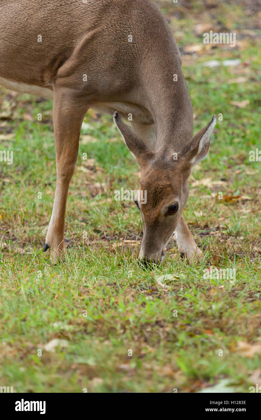Deer in wild doe grazes hi-res stock photography and images - Alamy