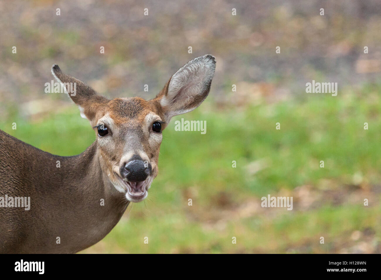 Whitetail deer doe hi-res stock photography and images - Alamy