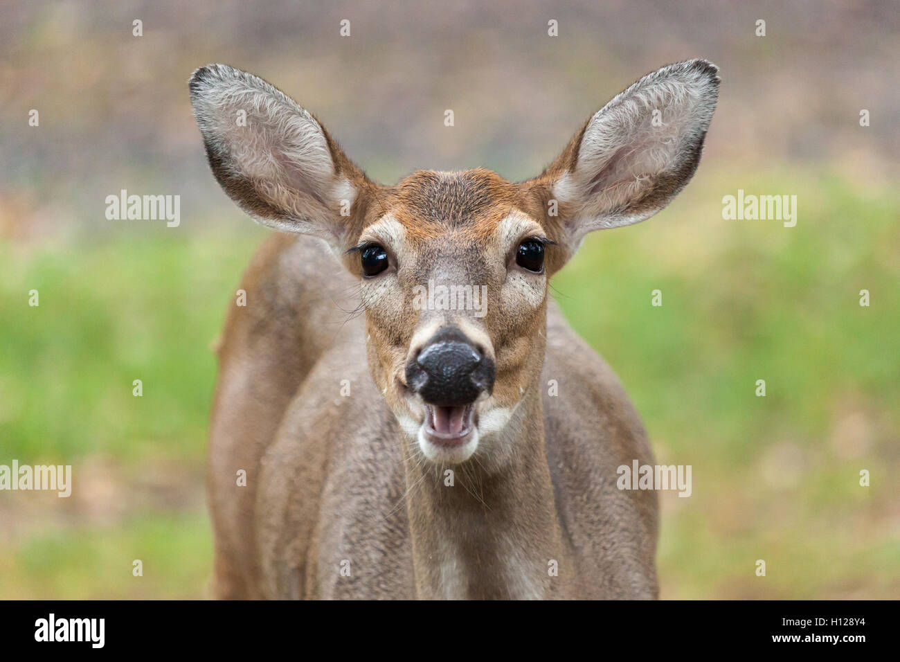 Deer in wild doe grazes hi-res stock photography and images - Alamy