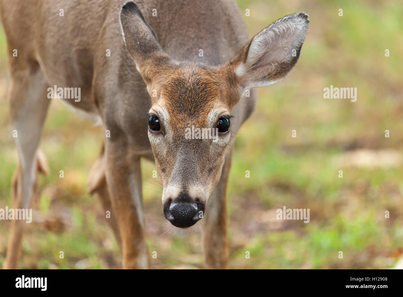 Whitetail deer doe hi-res stock photography and images - Alamy