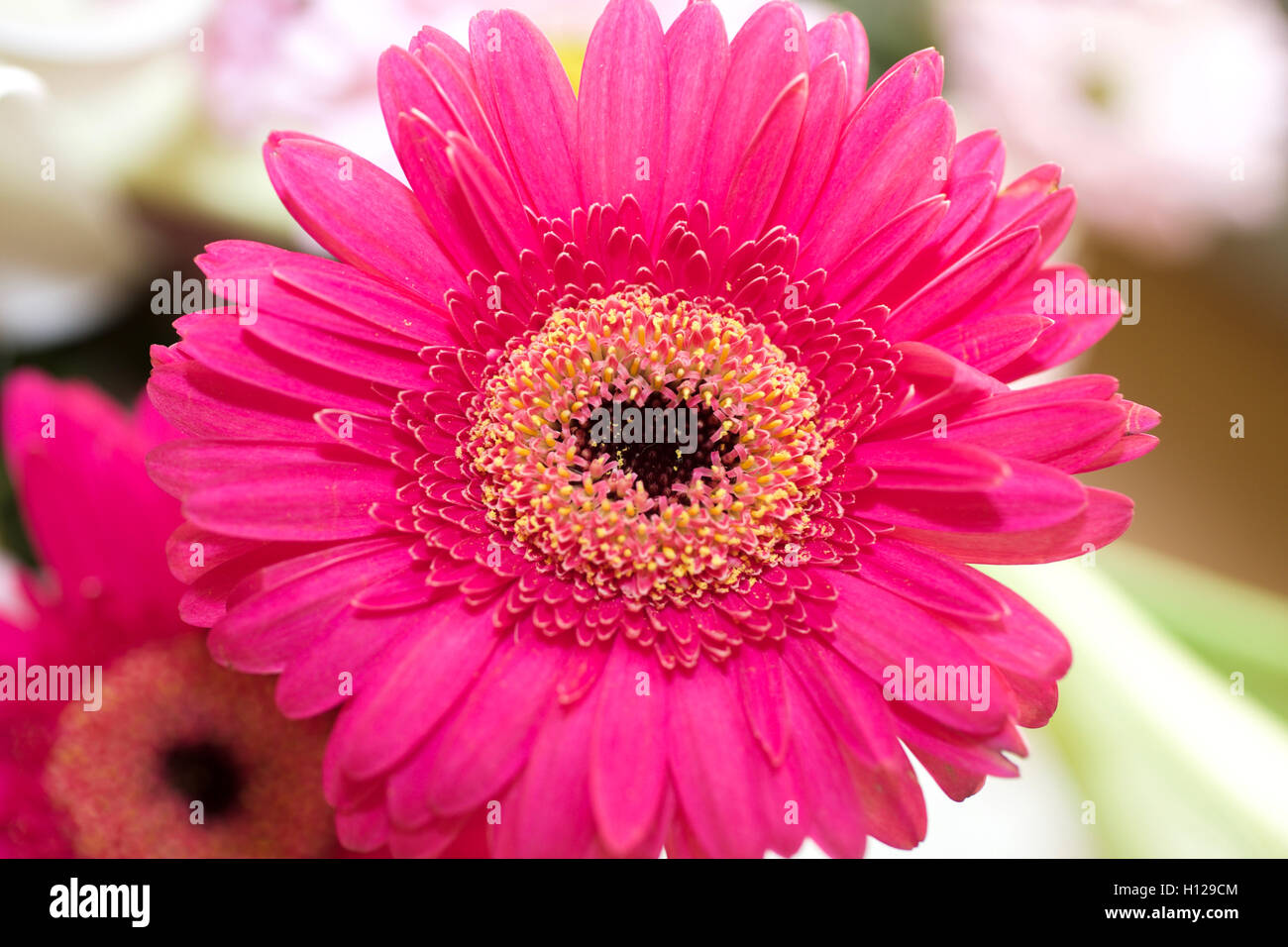 Bright Pink Daisy Stock Photo - Alamy