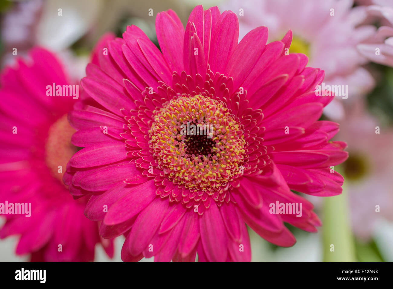 Pin Daisy Flowers Stock Photo - Alamy