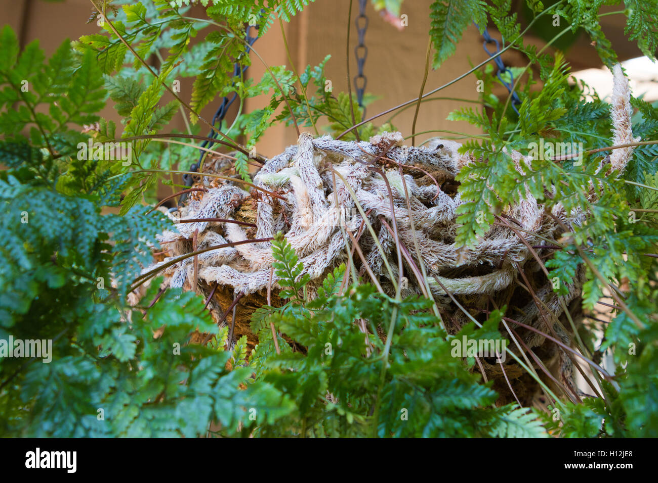 Rabbit Foot Fern in hanging basket (Davallia fejeensis Stock Photo - Alamy