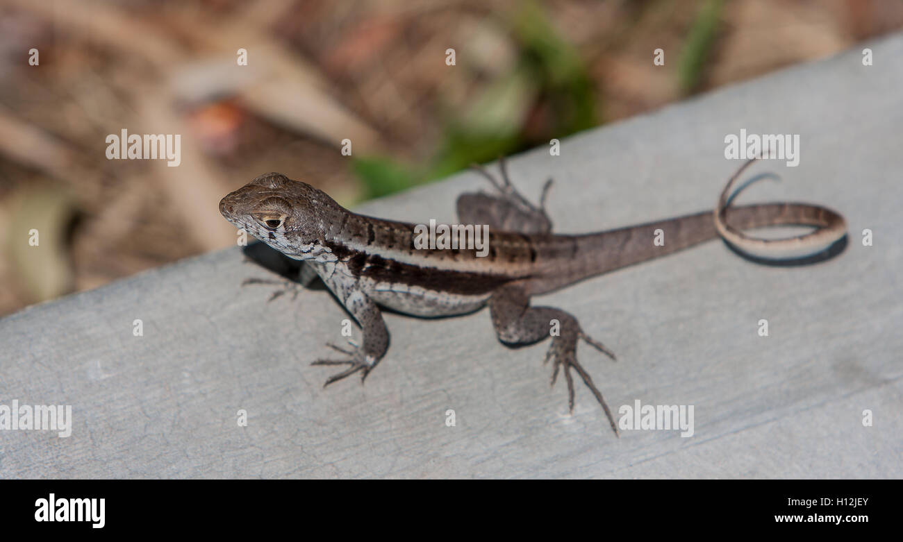 Very small lizard hi-res stock photography and images - Alamy