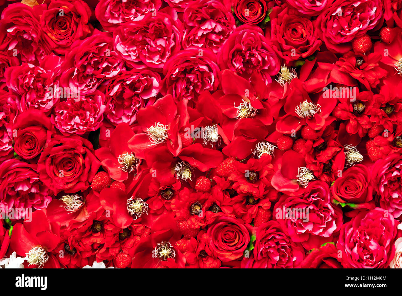 Red flowers backgrounds Stock Photo - Alamy