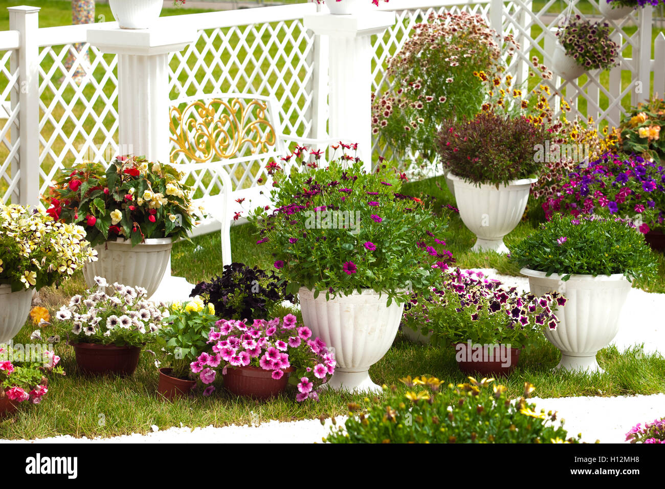 Garden flowers of different colors in pots Stock Photo - Alamy