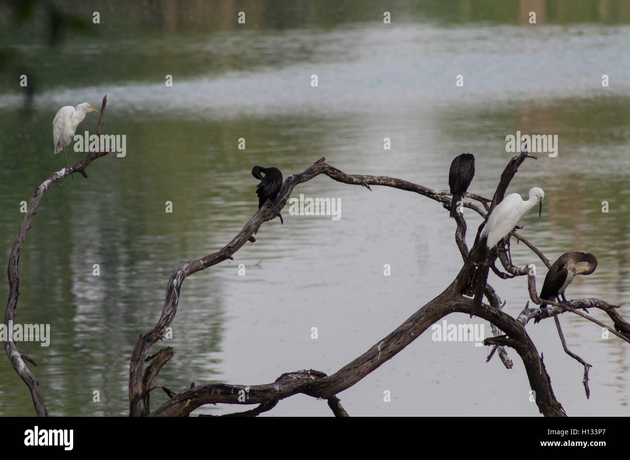 heron birds group black and white Stock Photo - Alamy