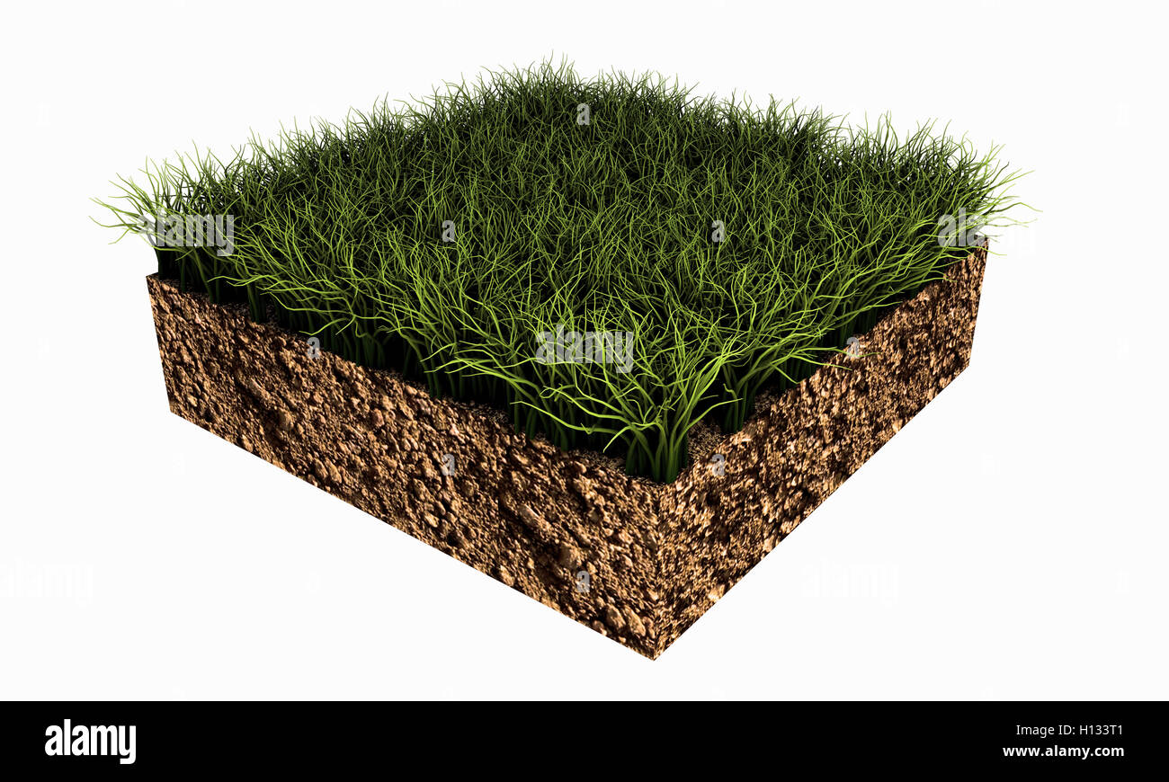 piece of grass Stock Photo - Alamy