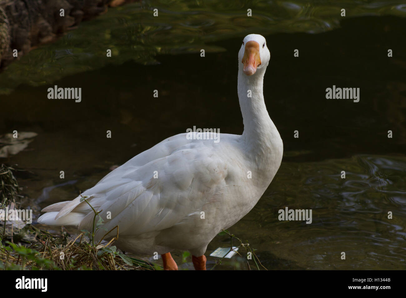 White duck near lake side Stock Photo - Alamy