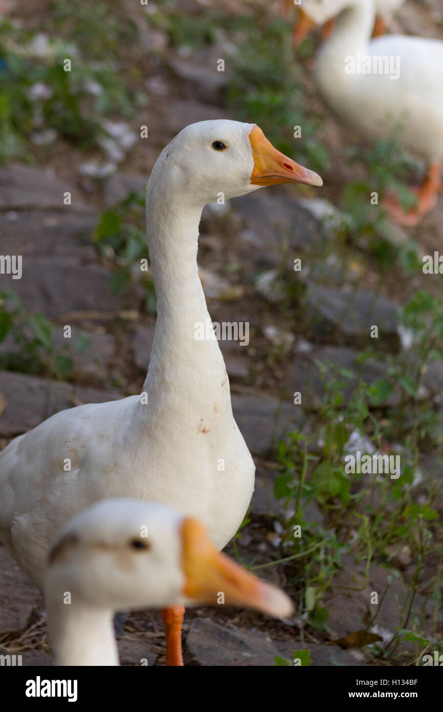 White duck near lake hi-res stock photography and images - Alamy