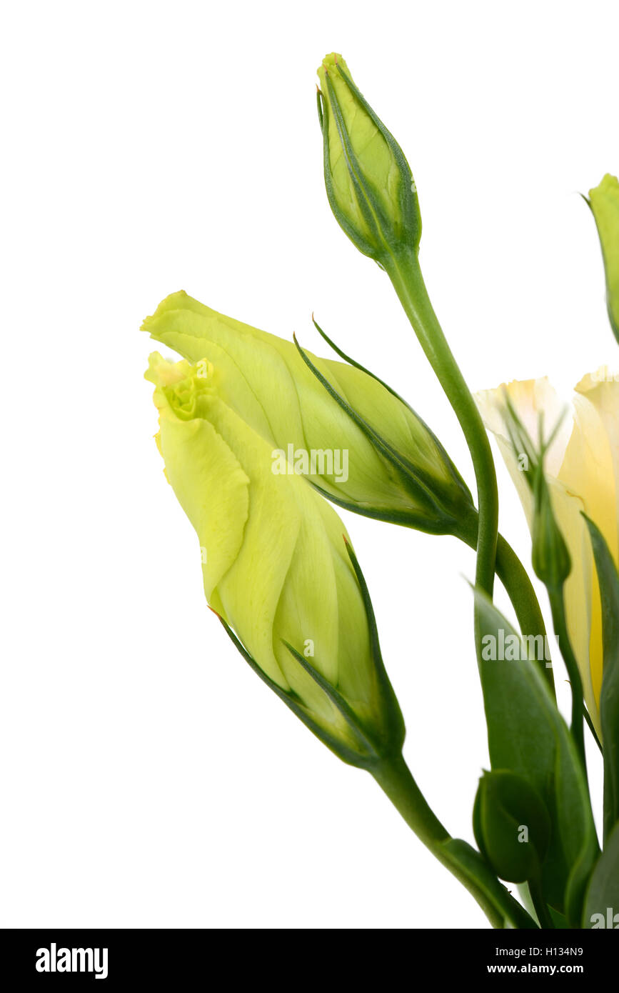 Lysianthus hi-res stock photography and images - Alamy
