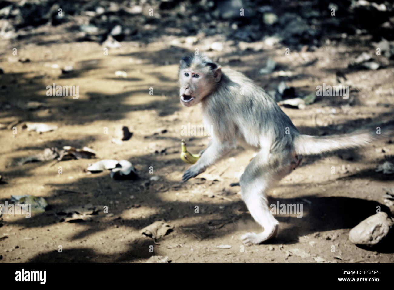 Escaping angry monkey with banana Stock Photo - Alamy