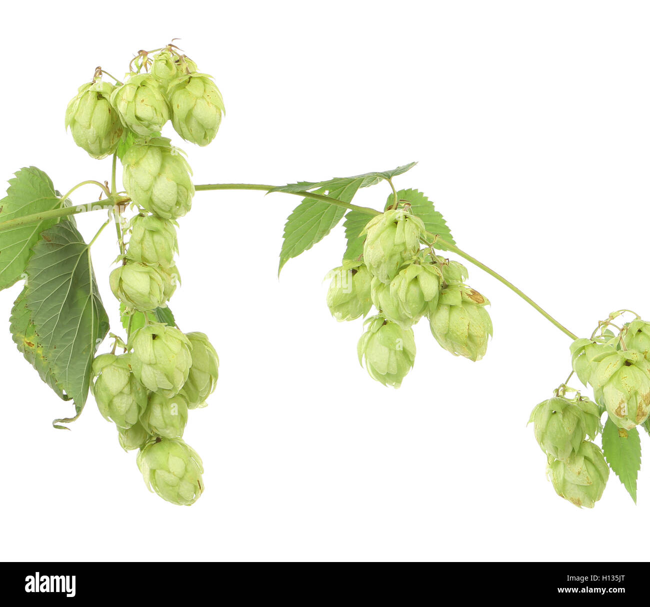 Hop flowers on branch Stock Photo - Alamy