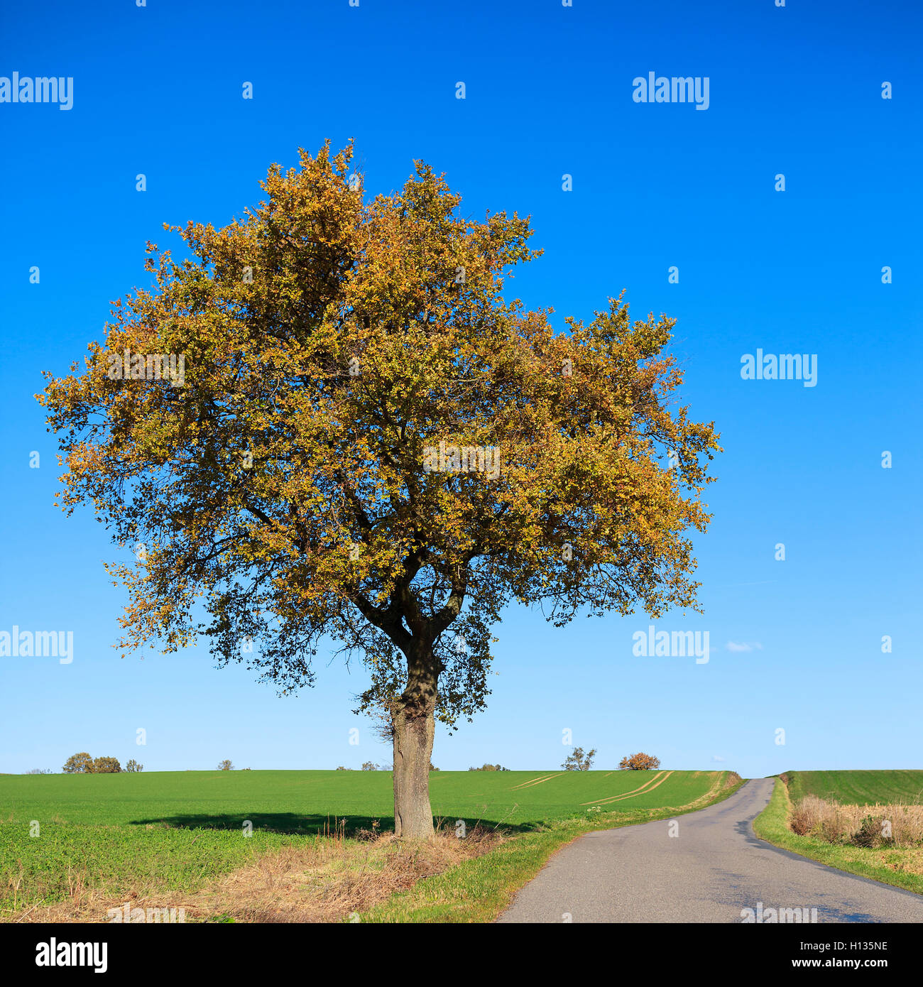road with tree Stock Photo - Alamy