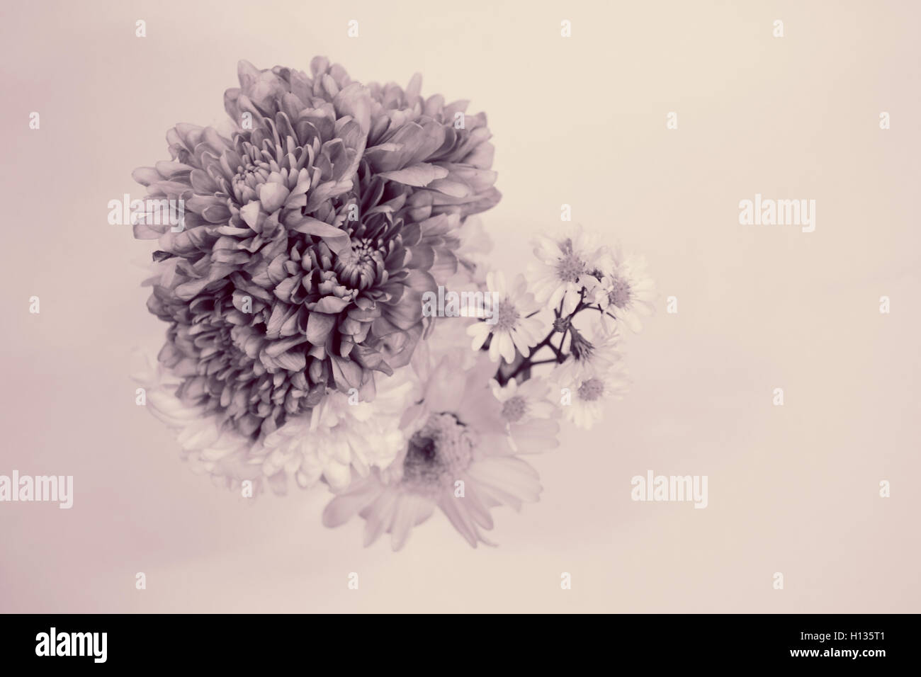 Monotone green background hi-res stock photography and images - Alamy