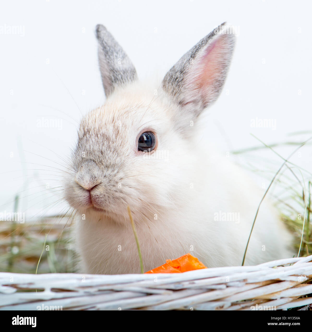 Cute little bunny carrot hi-res stock photography and images - Alamy
