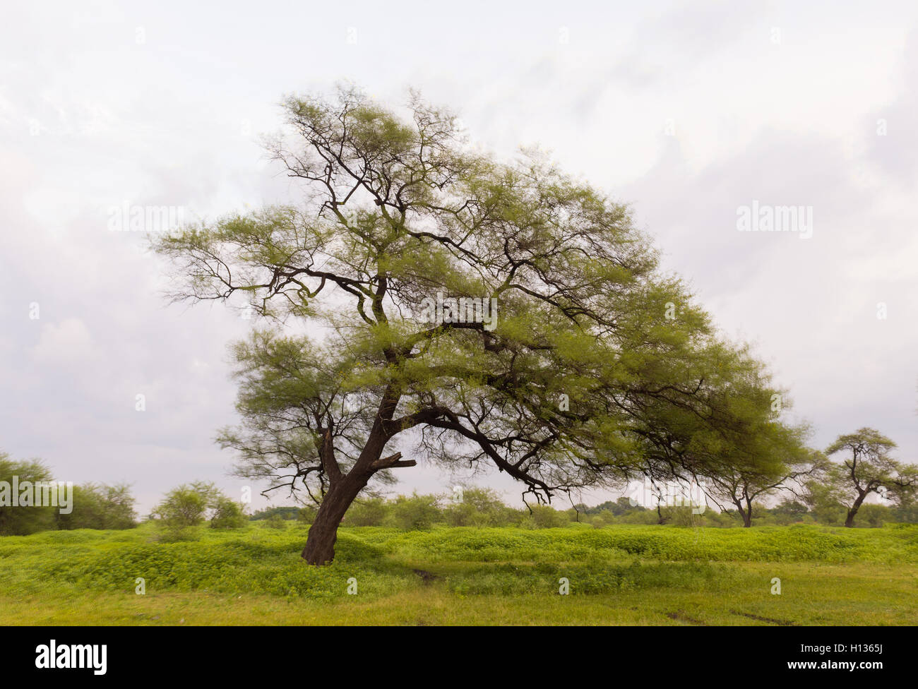 A Tree with sky background an HDR image Stock Photo - Alamy