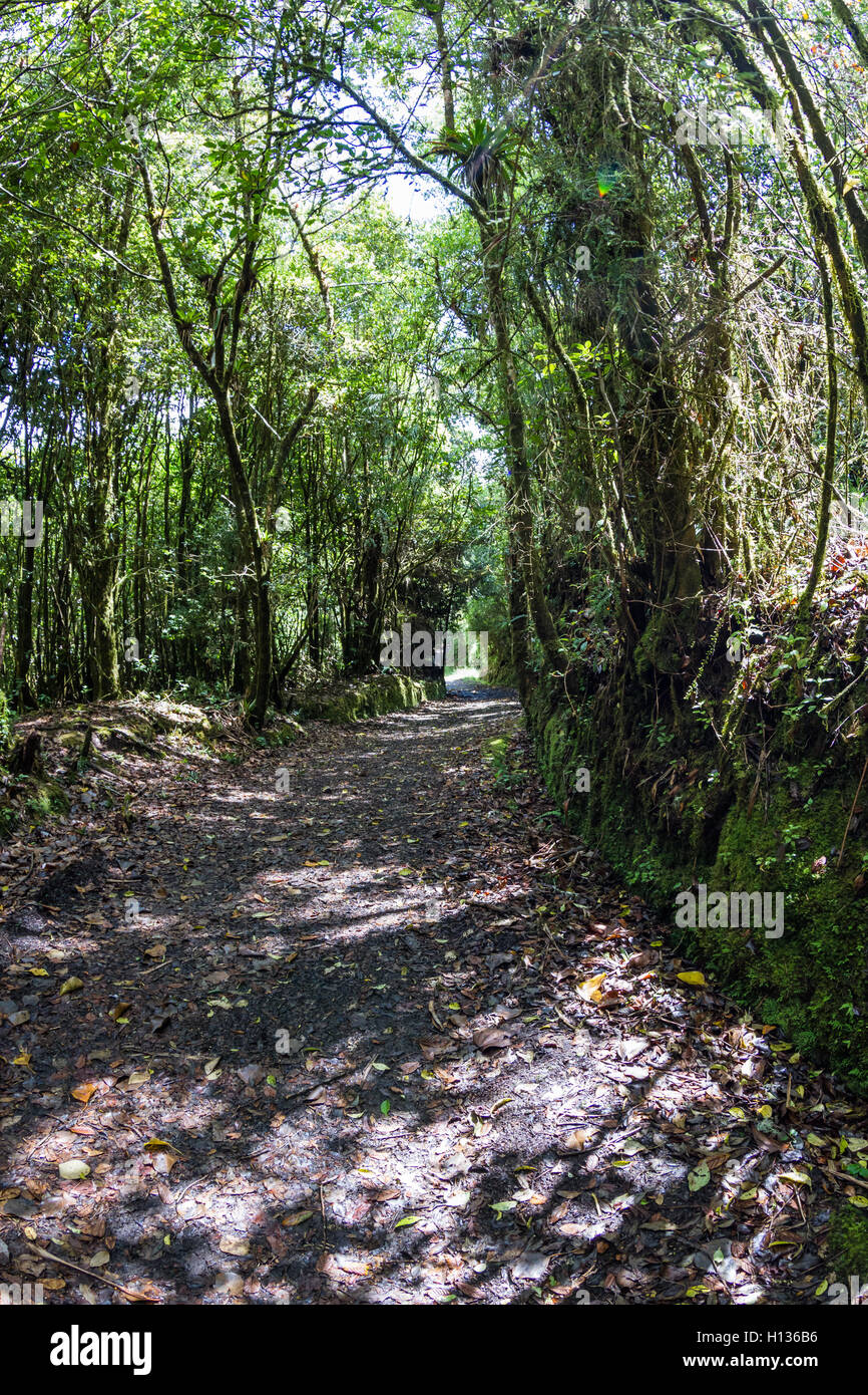 Dense vegetated hi-res stock photography and images - Alamy