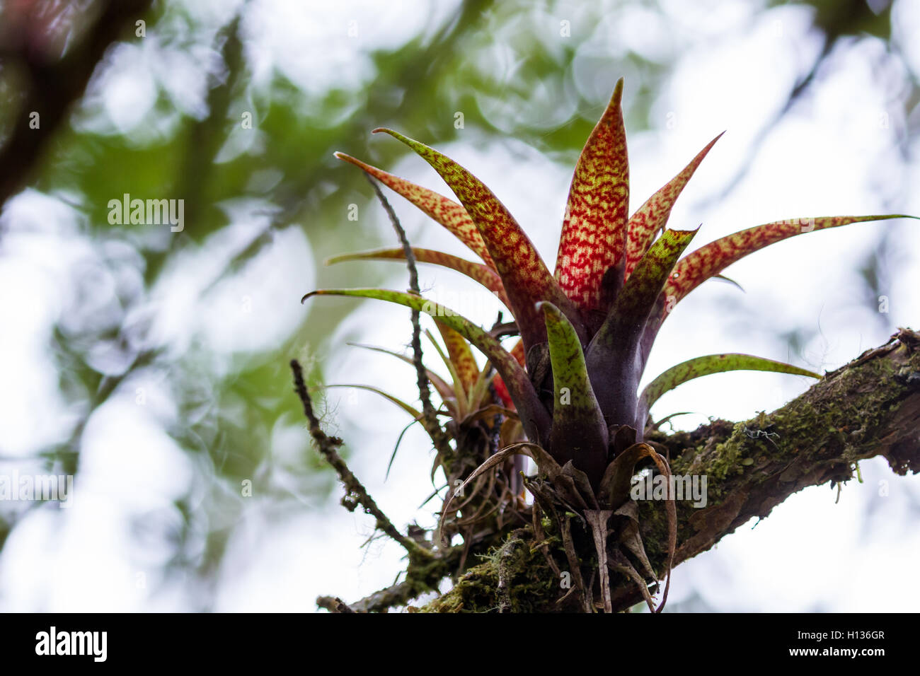 close up of a beautiful parasitic plant in the rainforest of Costa Rica ...
