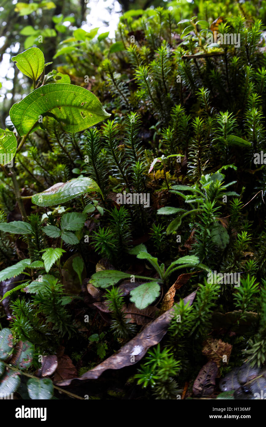 close up with a wide angle of a rainforest ground cover plants in Costa ...