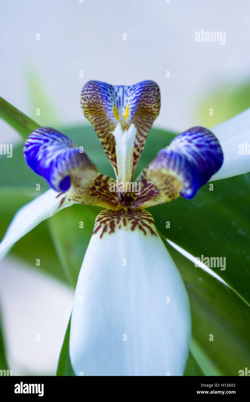 close up of a white and blue orchid in the Costa Rican rain forest ...