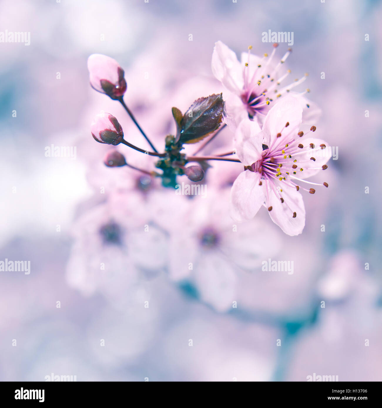 Blooming fruit tree Stock Photo - Alamy