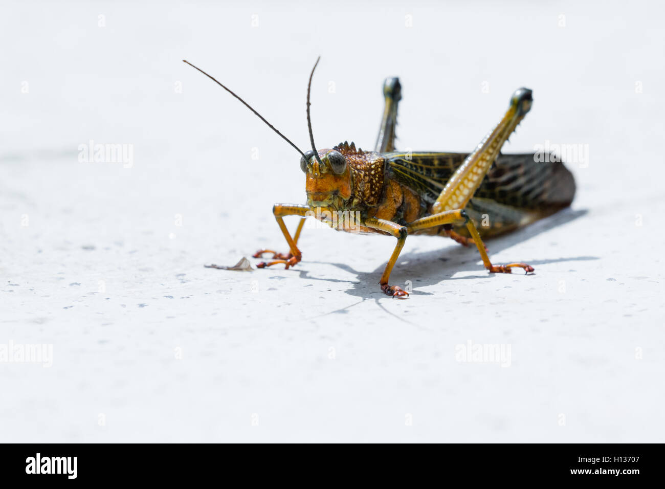 Large grasshopper insect tropical hi-res stock photography and images ...