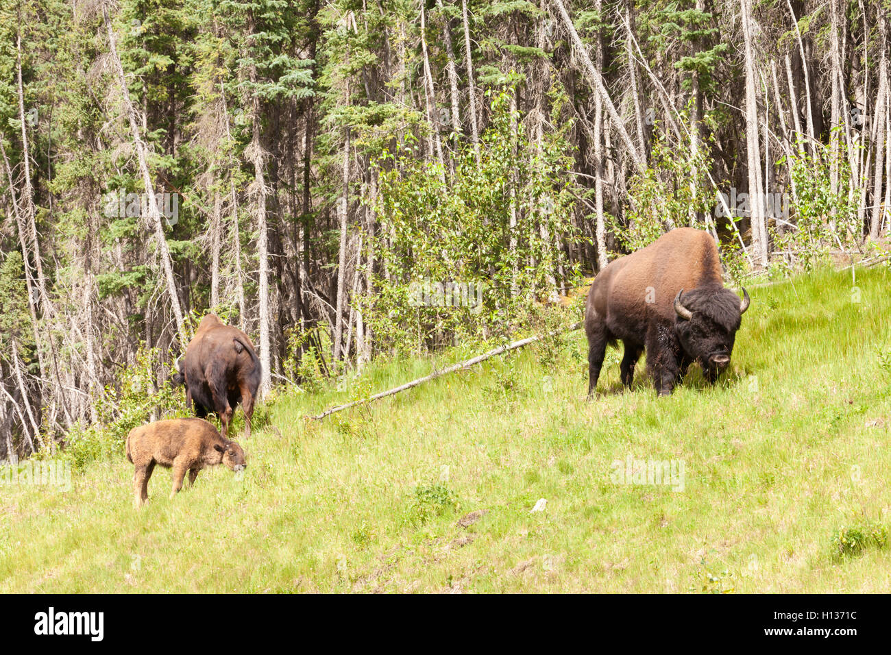 Wood buffalo herd Bison bison athabascae grazing Stock Photo - Alamy