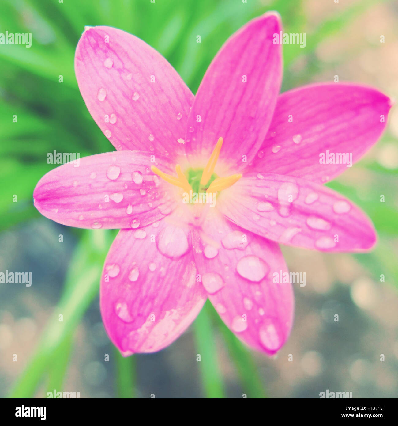 Pink blossom flower with retro filter effect Stock Photo - Alamy