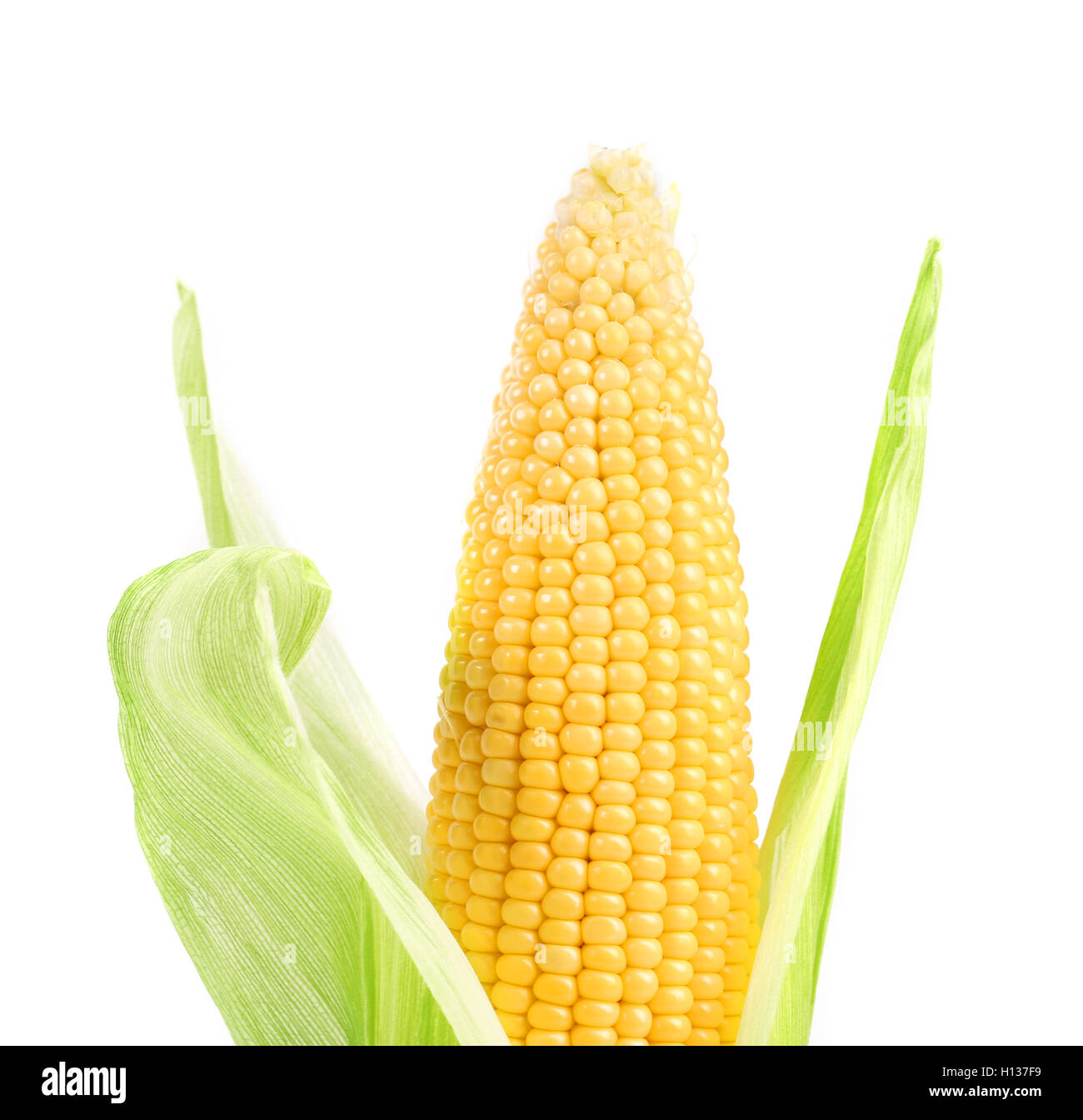 Maize big cob hi-res stock photography and images - Alamy