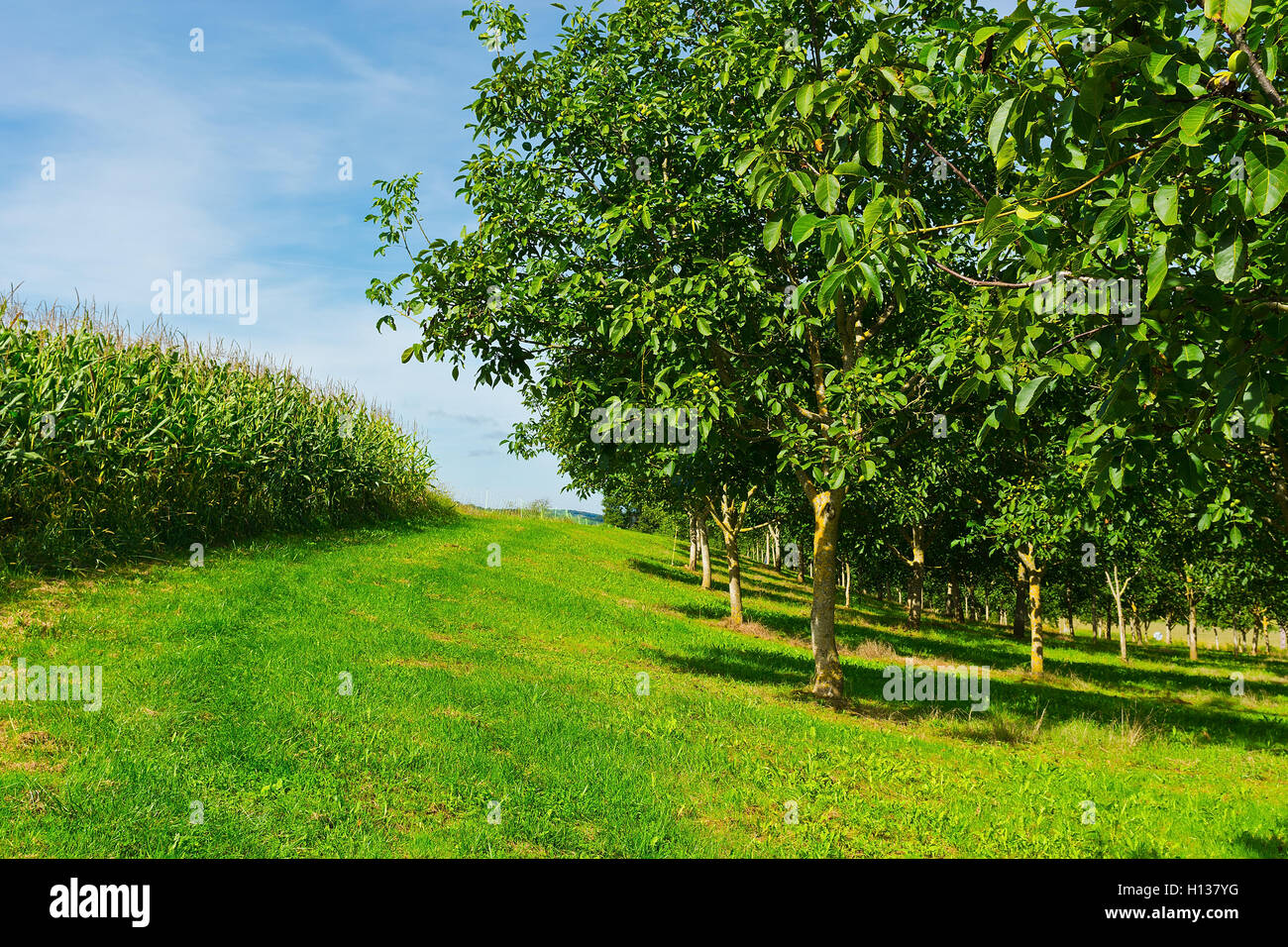 Walnut tree landscape hi-res stock photography and images - Alamy