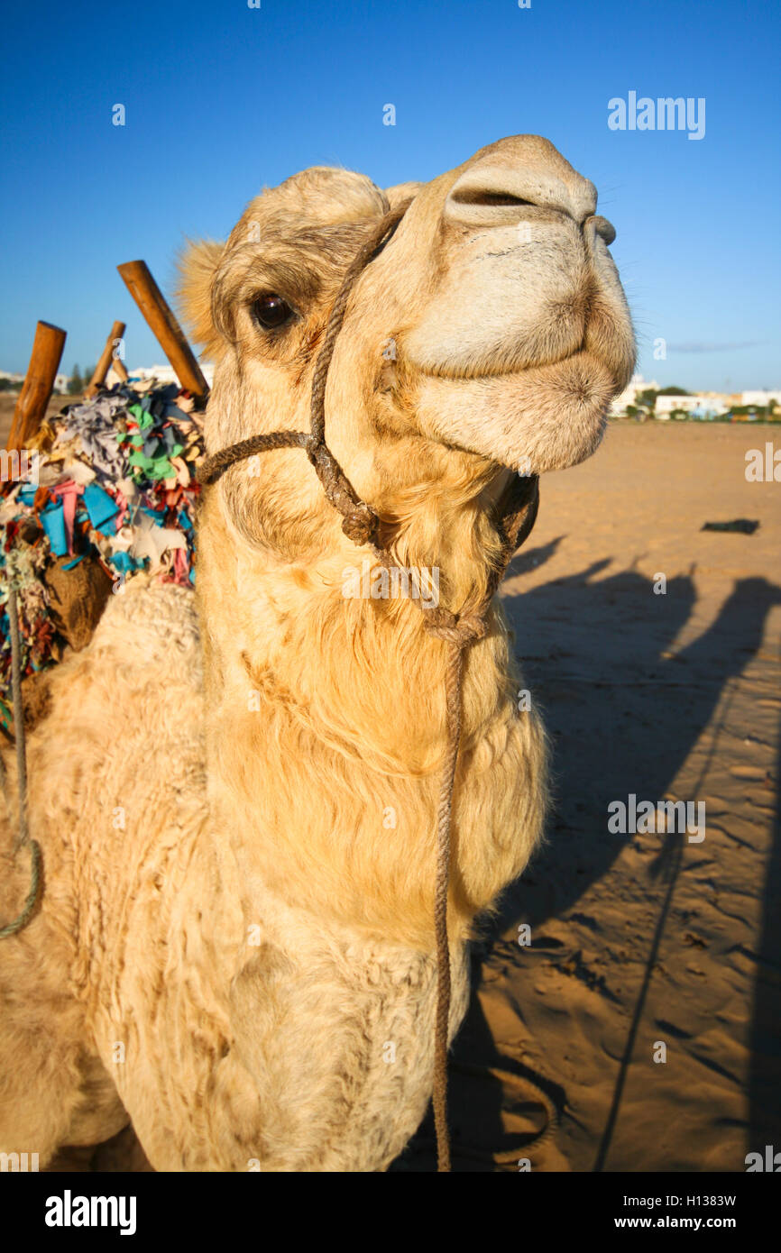 Domestic camel hi-res stock photography and images - Alamy