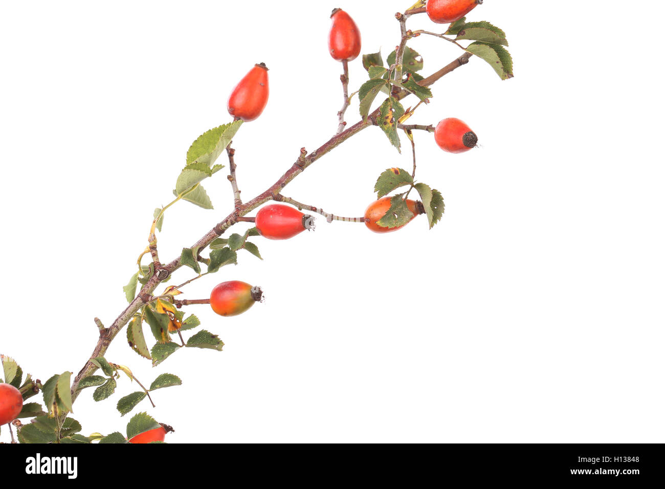 Isolated image of a branch rose hips Stock Photo - Alamy