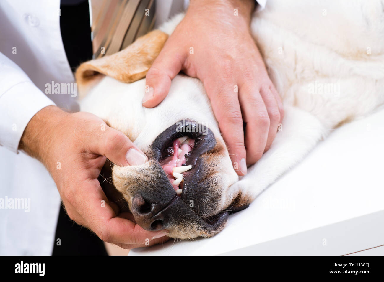 Vet checks teeth dog hi-res stock photography and images - Alamy