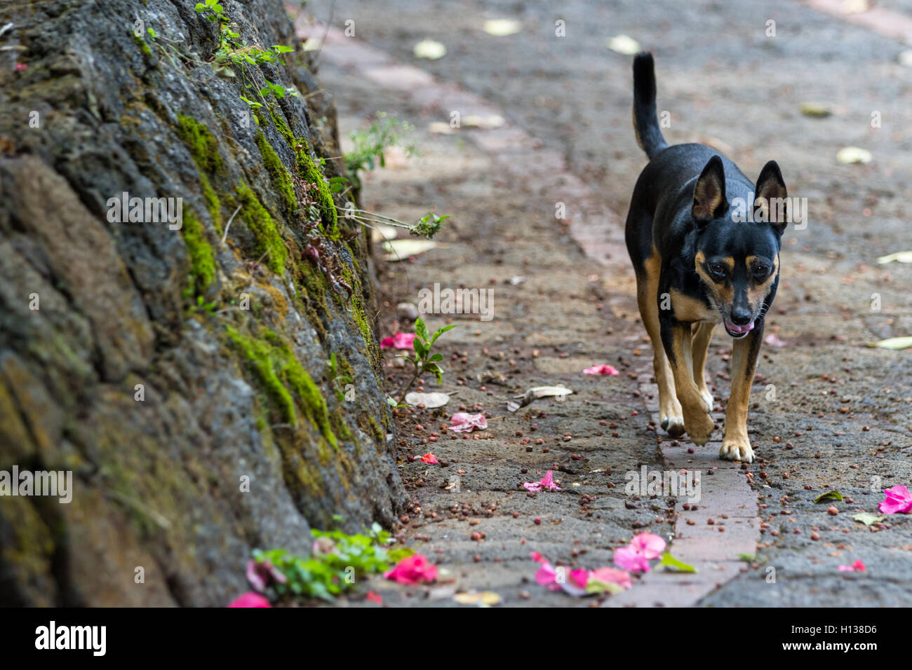 Wandering on streets hi-res stock photography and images - Alamy