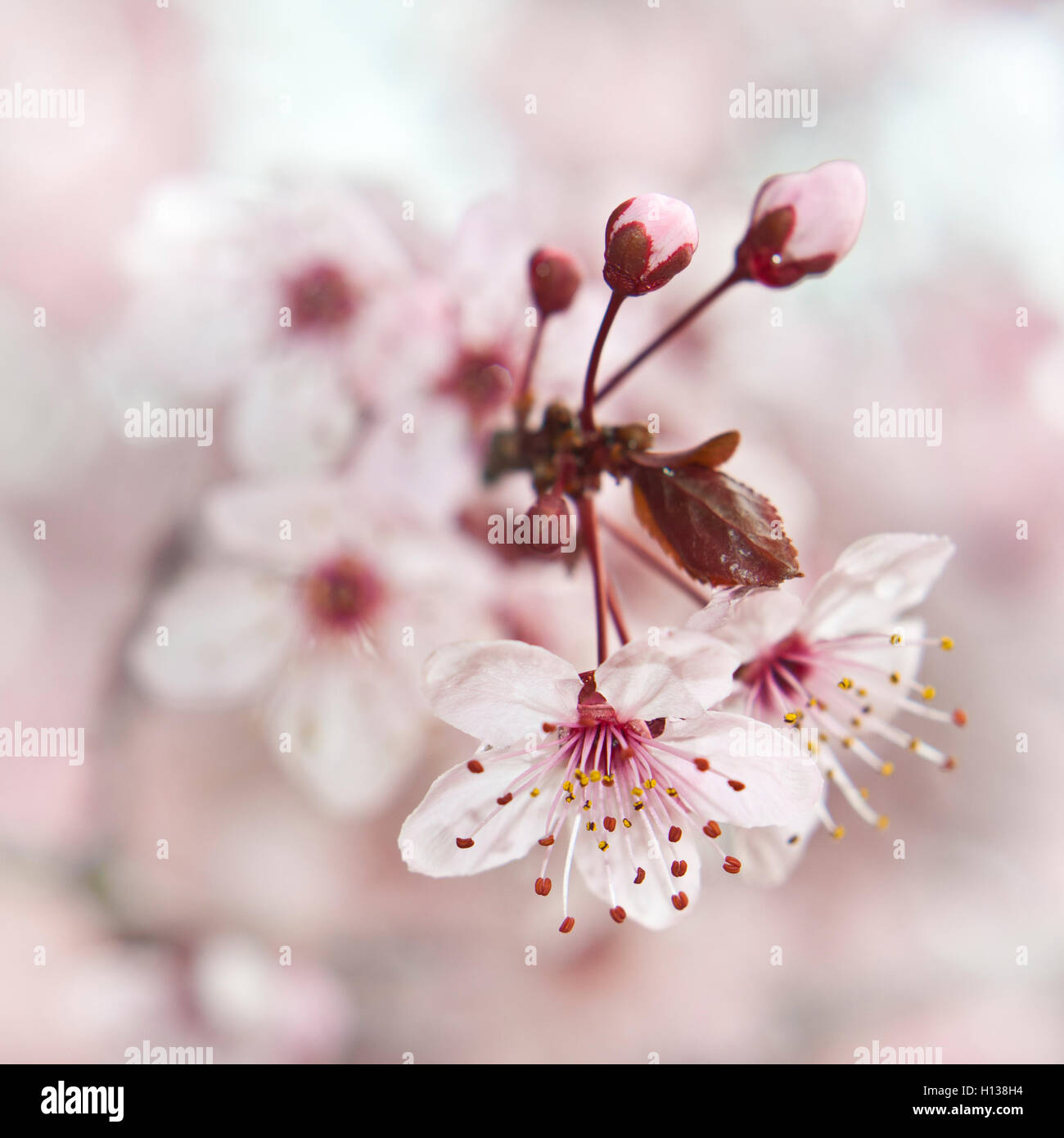 Blooming fruit tree Stock Photo - Alamy