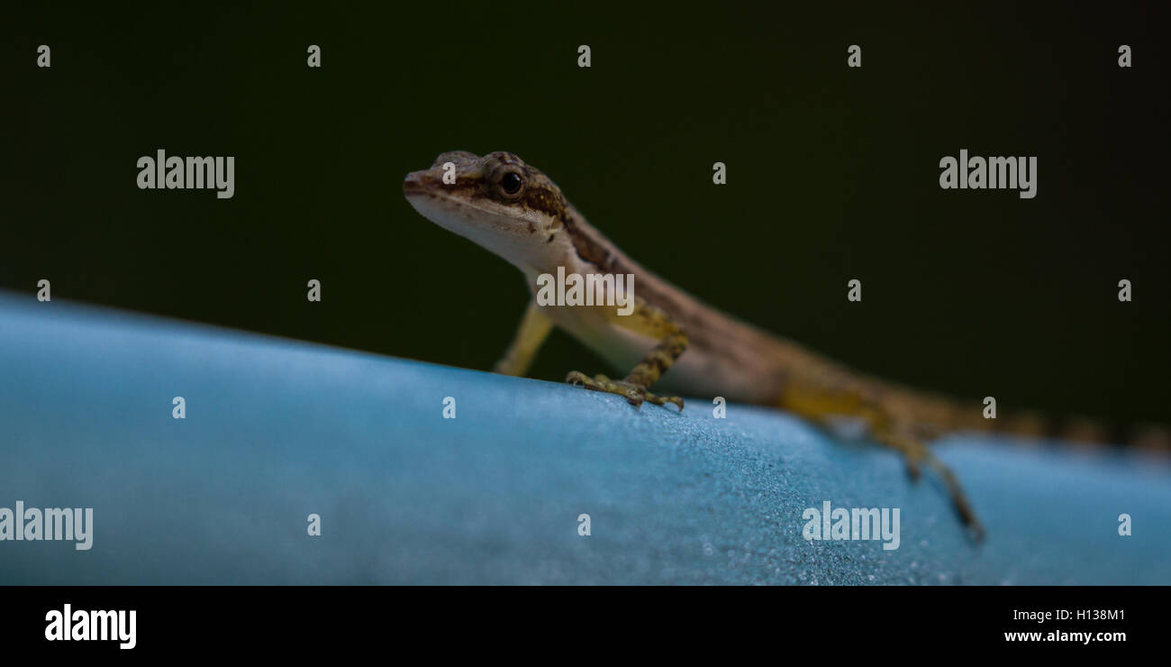 close up of a small gecko in the rainforest as night sets in Stock ...