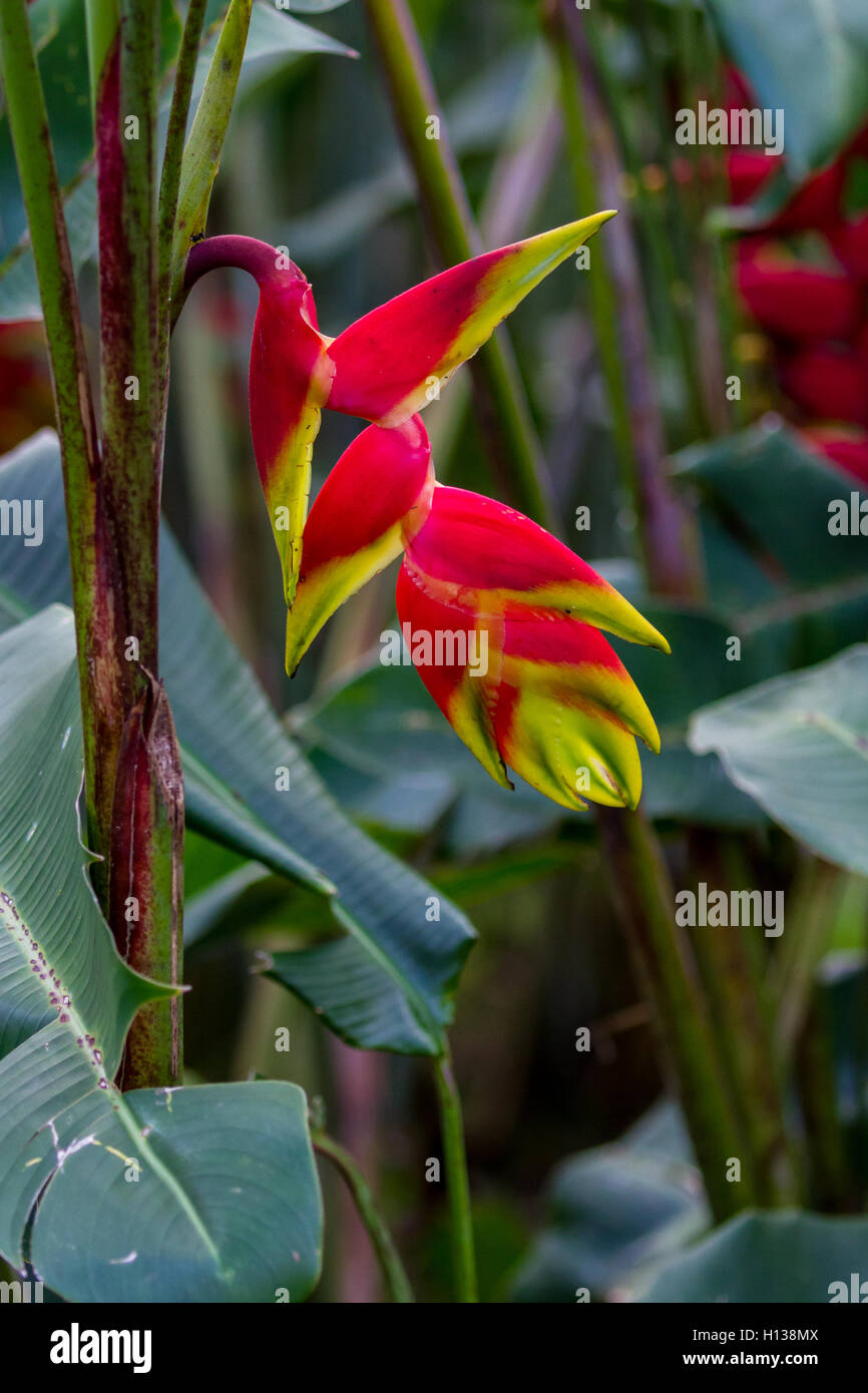 beautiful heliconia or parrot flower with a bright vivid red color in ...
