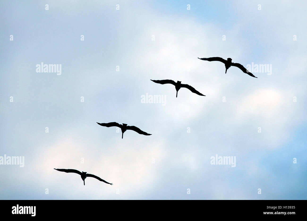 Flying group of seagulls Stock Photo - Alamy