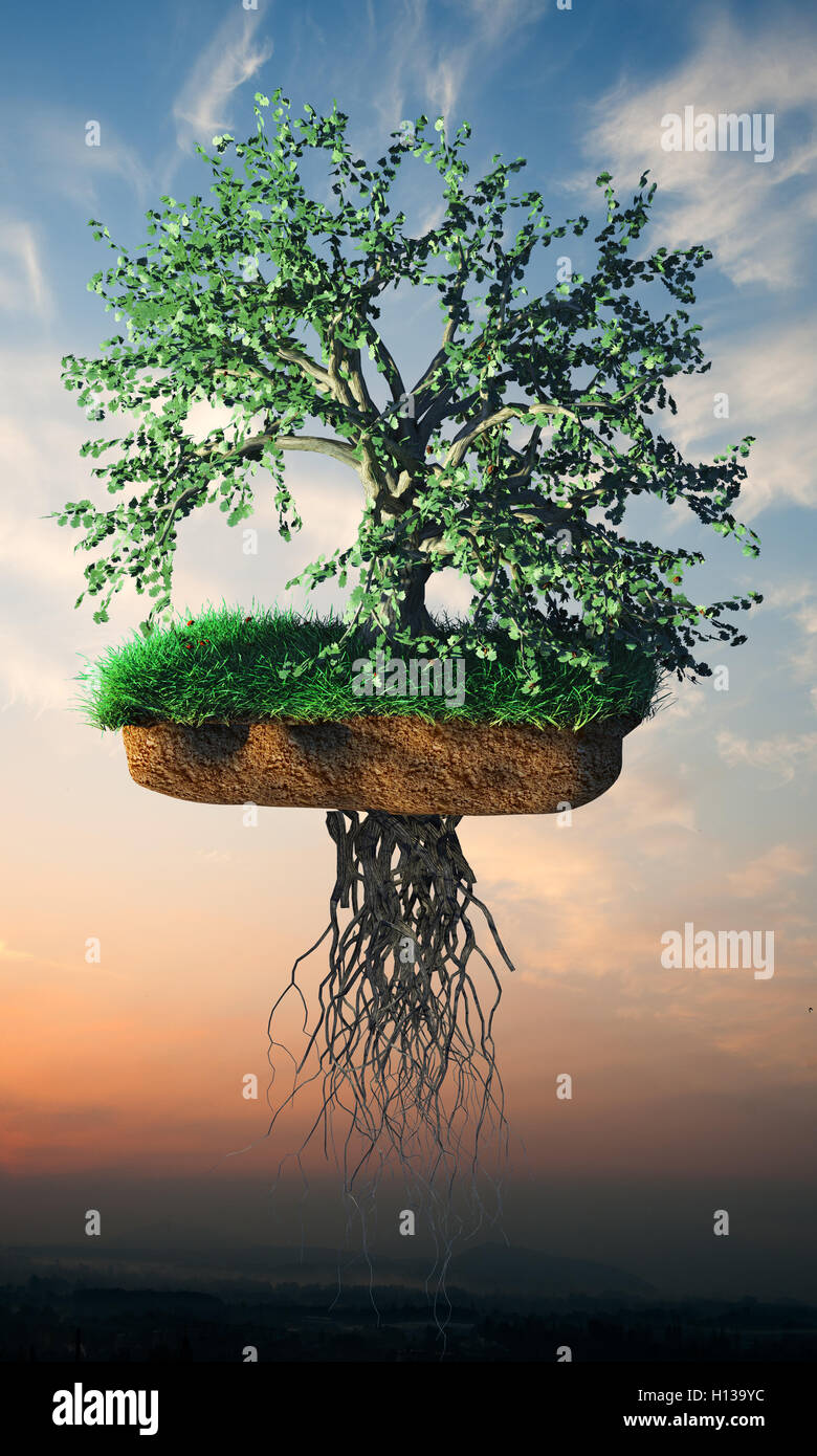 Oak roots soil hi-res stock photography and images - Alamy