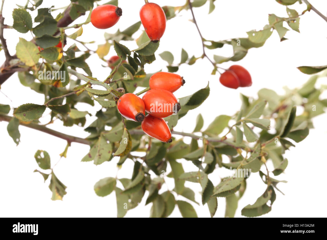 Isolated image of a branch rose hips Stock Photo - Alamy