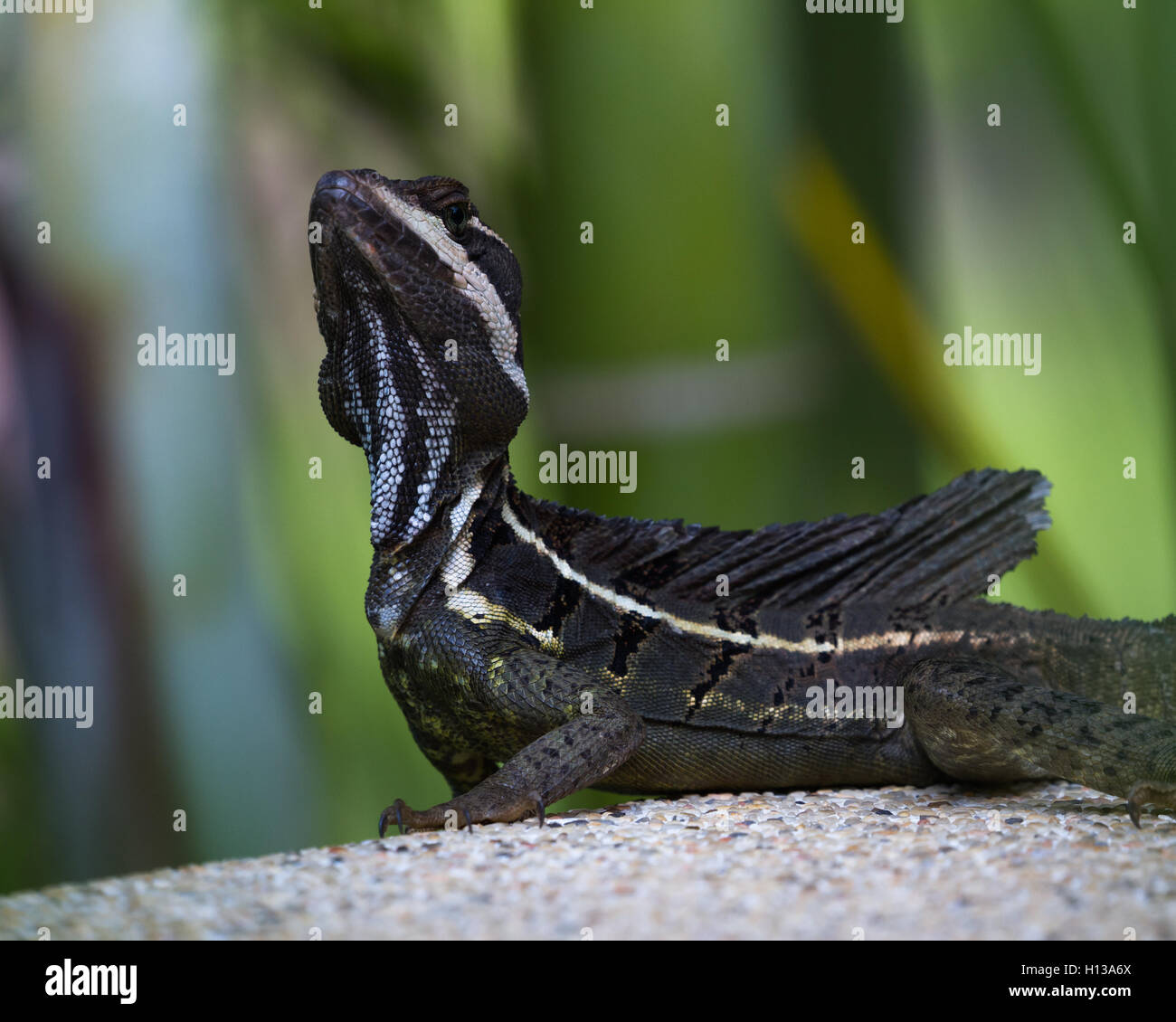 close up of a male brown basilisk lizard also know as a Jesus Christ ...