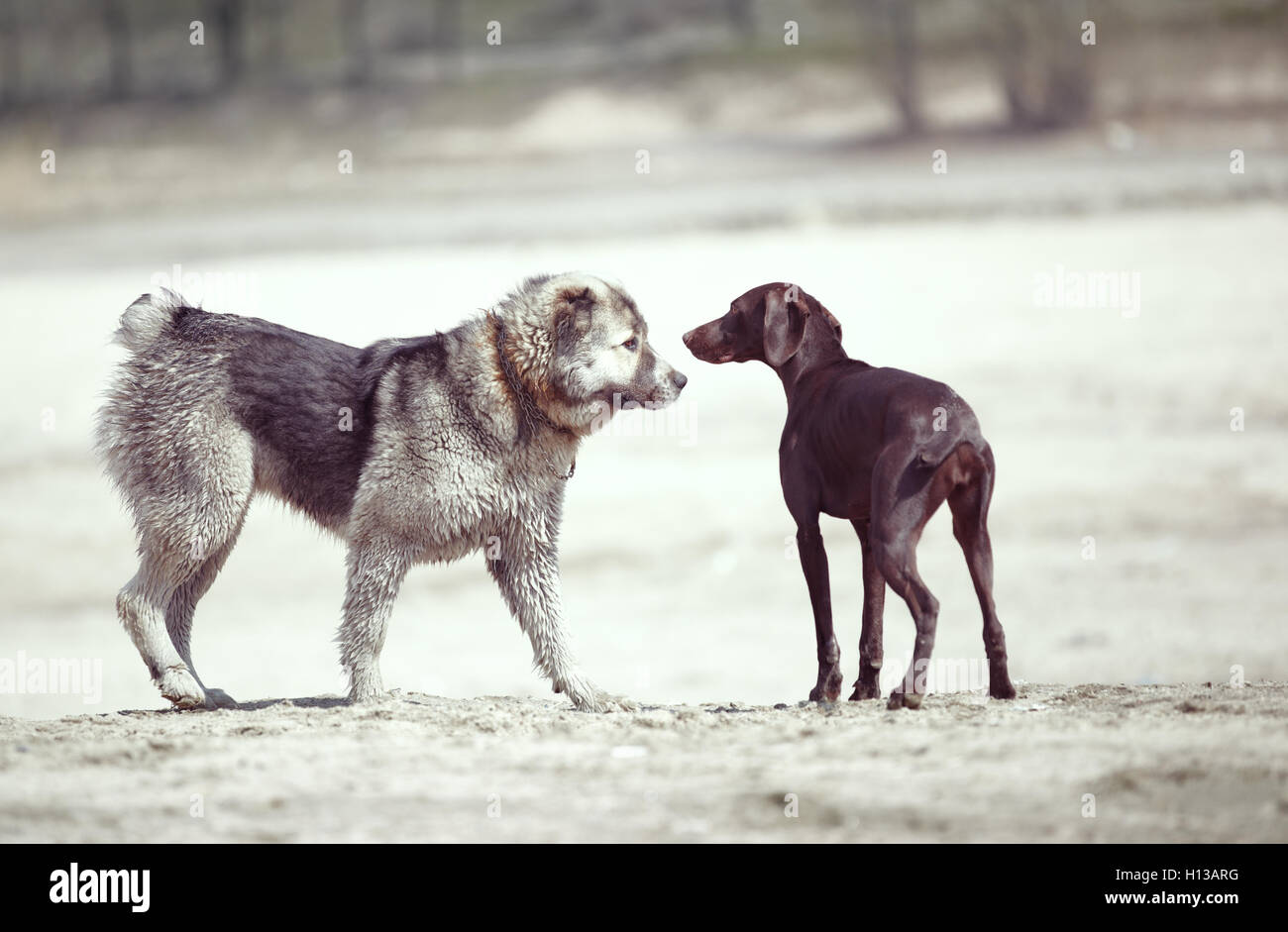 Meeting two dogs big hi-res stock photography and images - Alamy