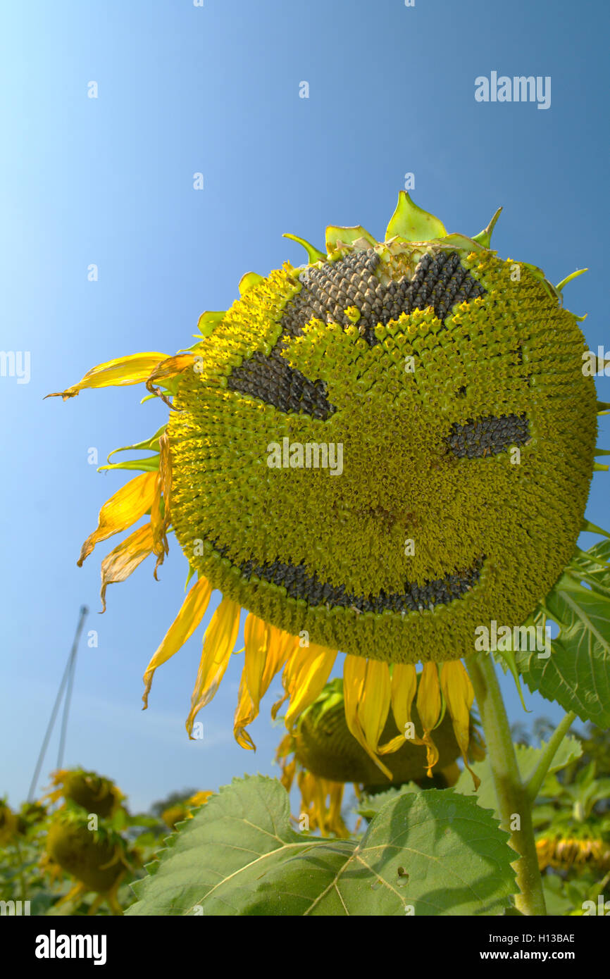 smiling of Sunflower blooming Stock Photo - Alamy